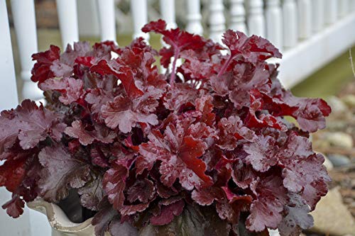 Proven Winners HEUPWP2146103 Cherry Truffles Live Plant, 0.65 Gallon