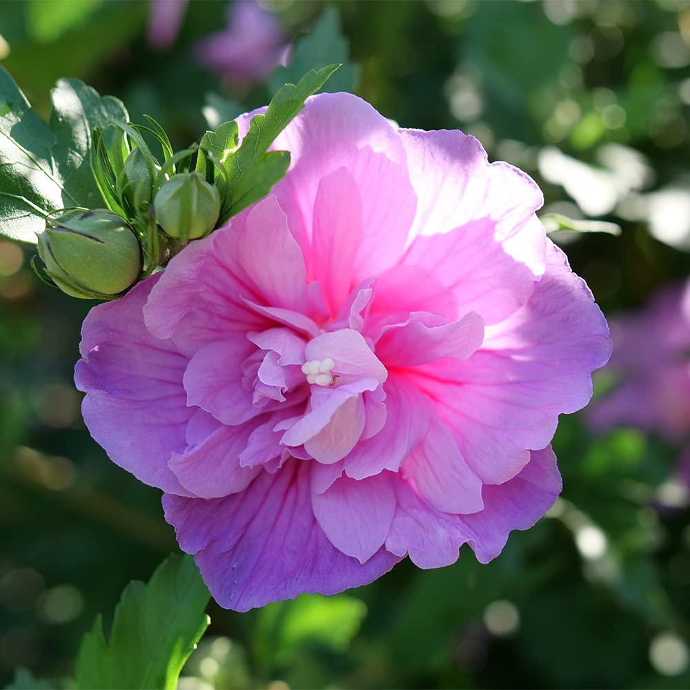 Proven Winner Chiffon Hibiscus, 2 Gal, Dark Lavender Flowers