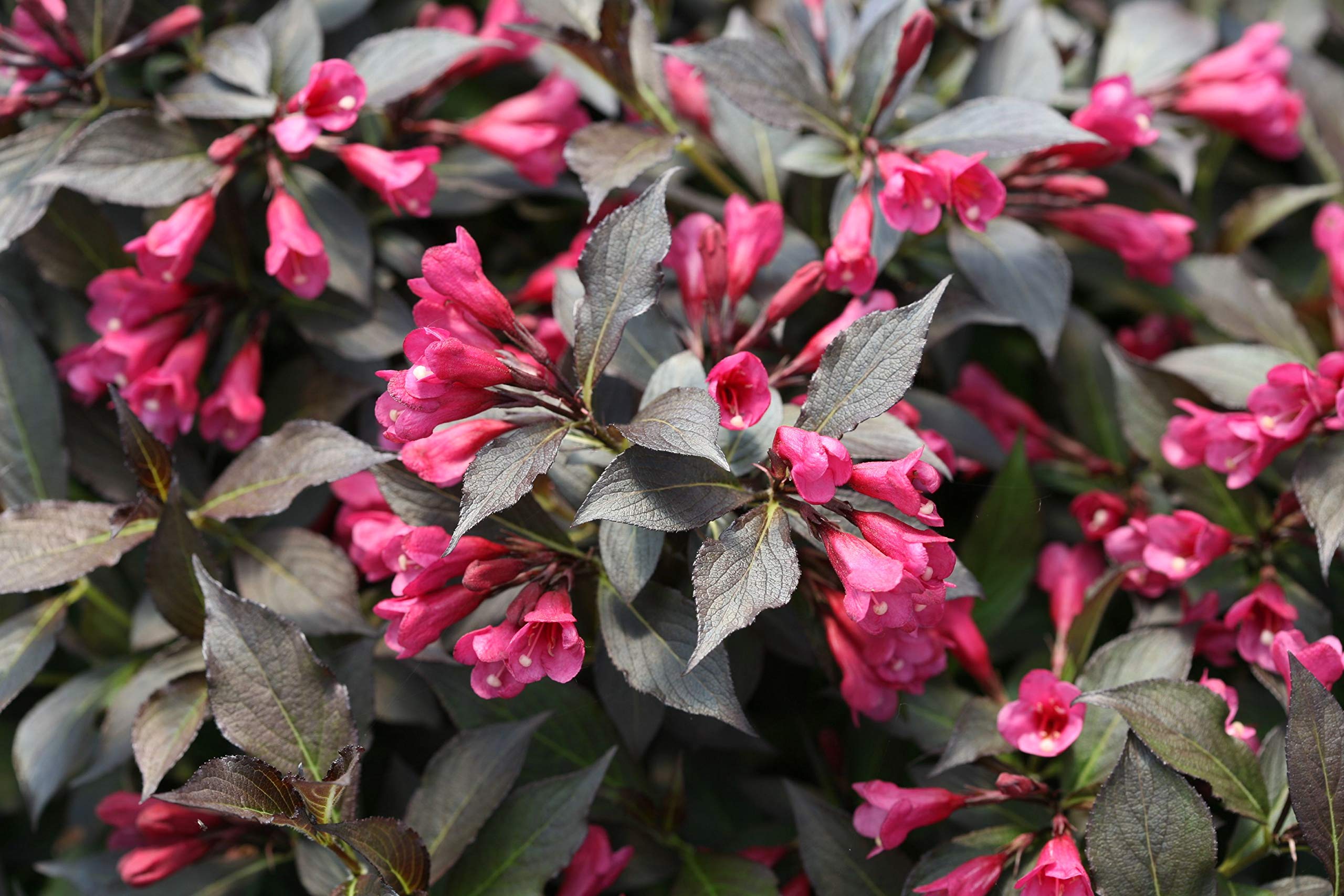 Proven Winner Spilled Wine Weigela, 2 Gal, Bright Pink Flowers and Deep Purple Foliage
