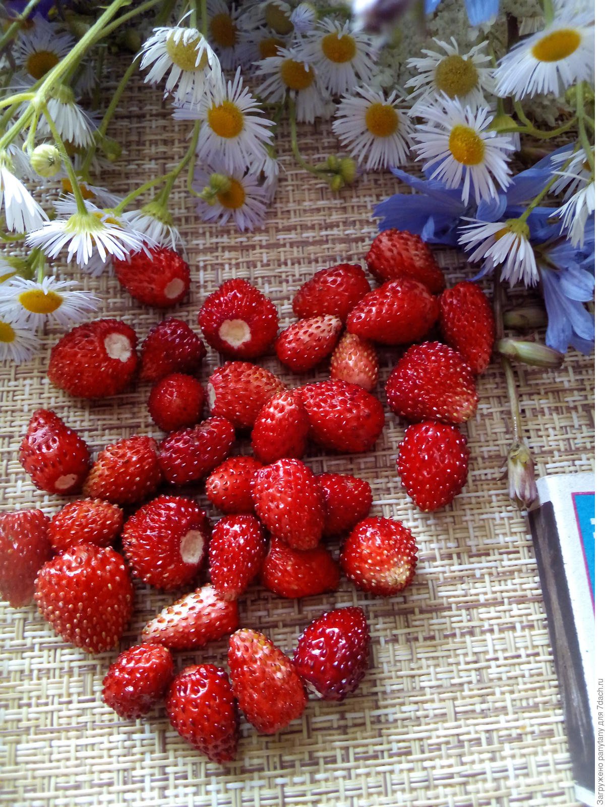 NIKA SEEDS - Fruit Alpine Strawberry Four Seasons Red Everbearing Non GMO for Planting - 100 Seeds