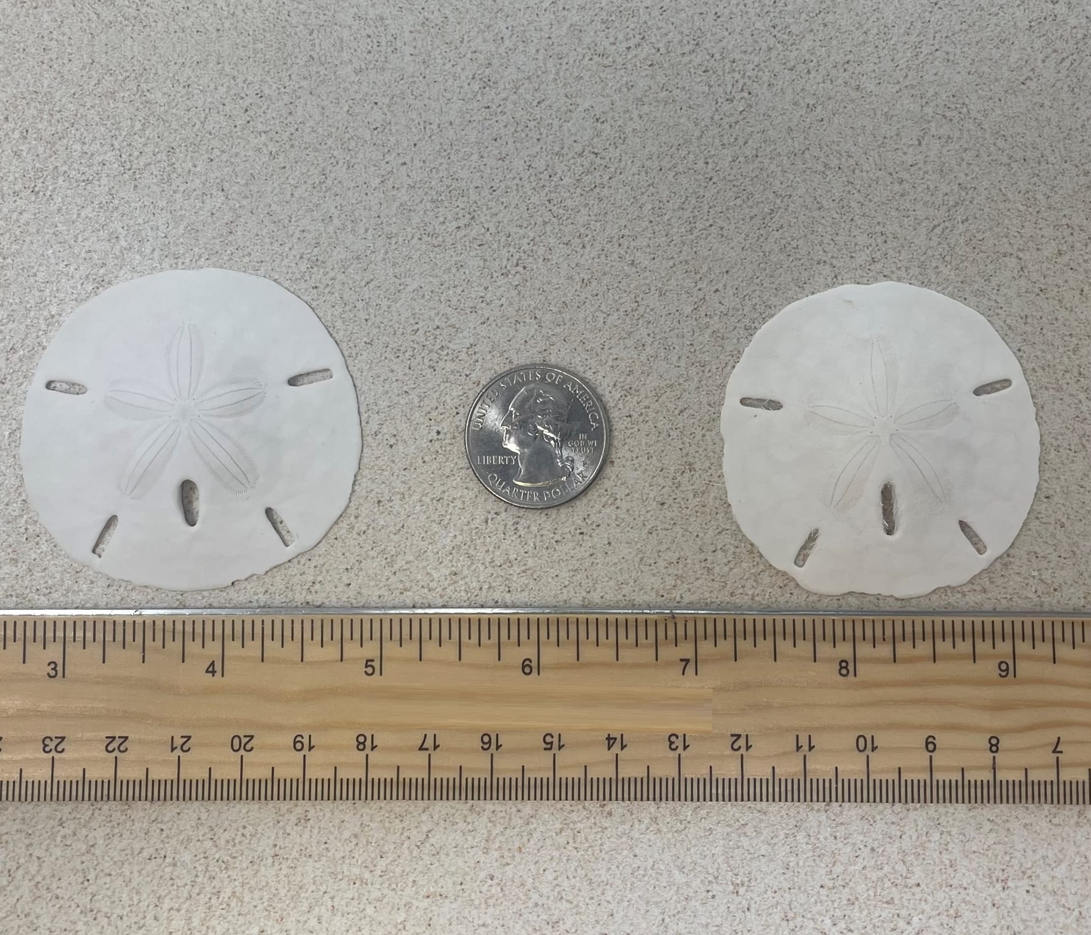 Tumbler Home White Sand Dollars 2" to 2.25" Set of 24 - Wedding Seashell Craft Sand Dollars- Hand Picked and Professionally Packed