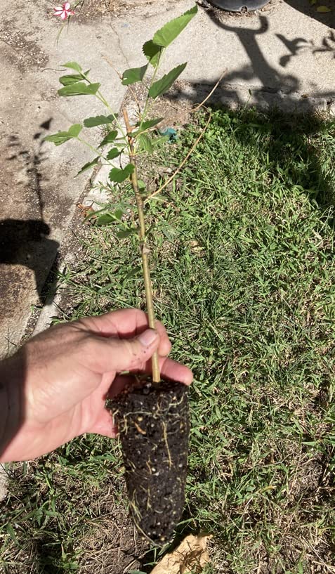Pakistan Long Mulberry Tree - Morus Macroura Long Mulberry - Live Plant Not Dwarf