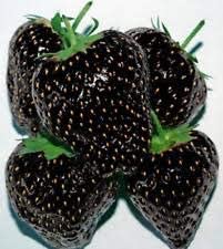 MITRAEE 100 Strawberry Fruits Seeds Black.