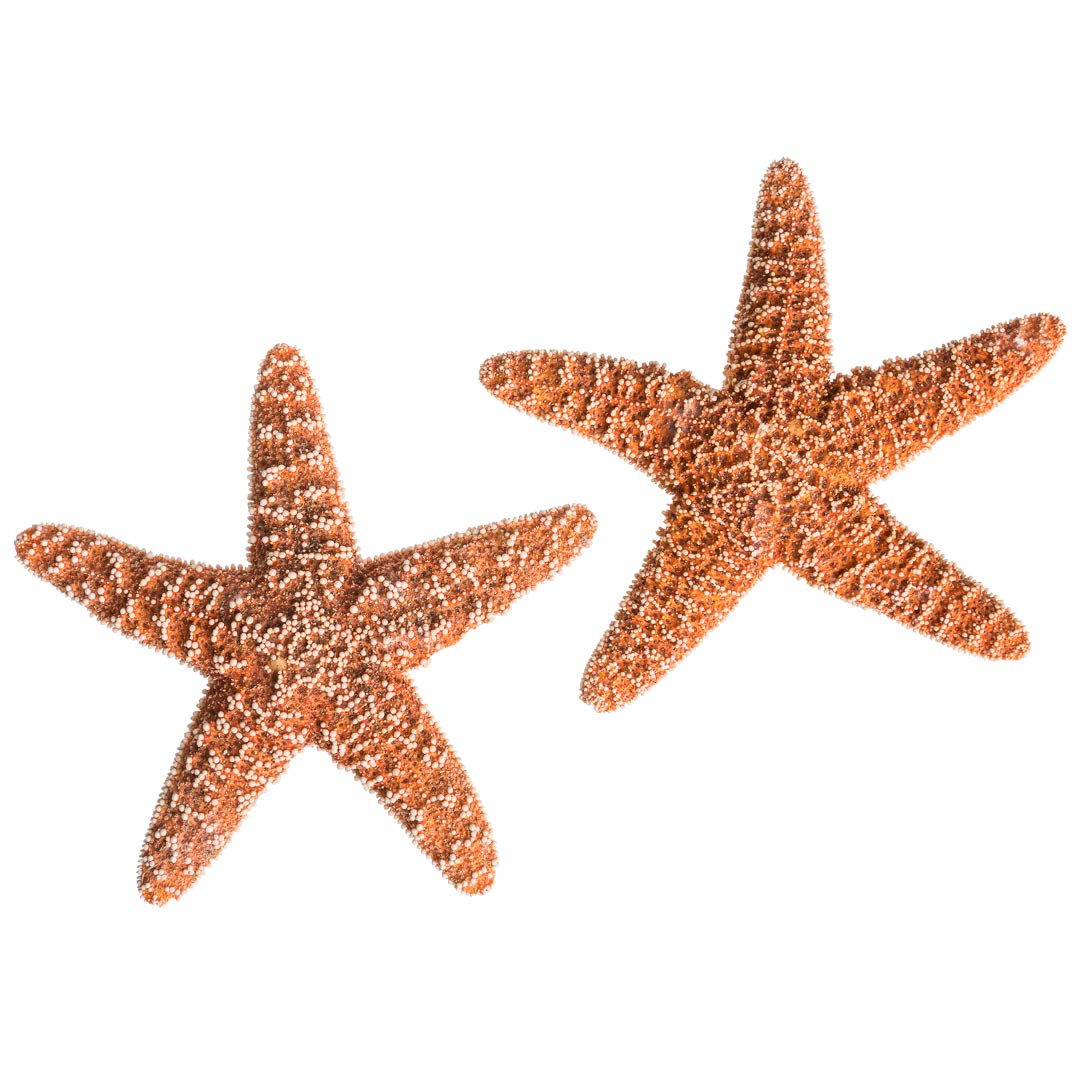 Sugar Starfish - 4" - 6" Real Large Brown Sugar Starfish - 2 pack - Real Starfish - Aquarium Natural Decorations - Star Fish for Crafts - Large Starfish - Large Aquarium Decor - Beach Starfish Décor