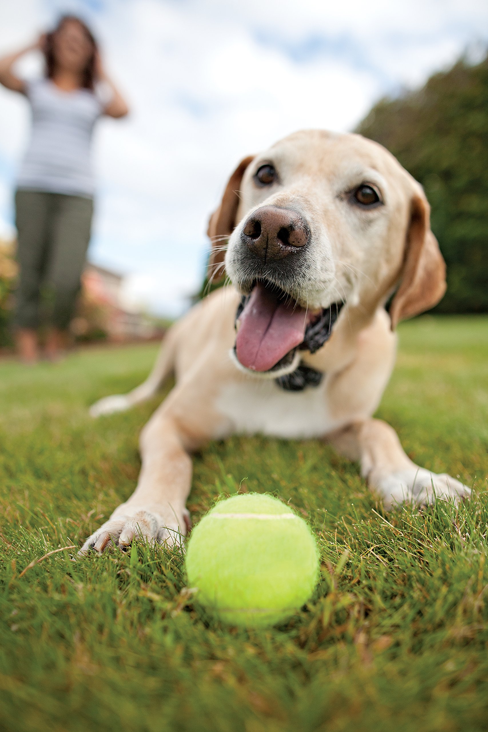 PetSafe In-Ground Radio Fence