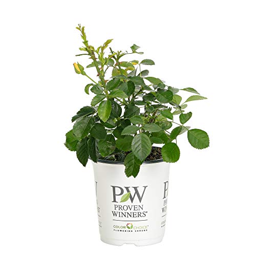 Proven Winners ROSPRC2047800 Ringo Rose Live Shrub, 4.5 in. Quart, Yellow & Pink Flowers