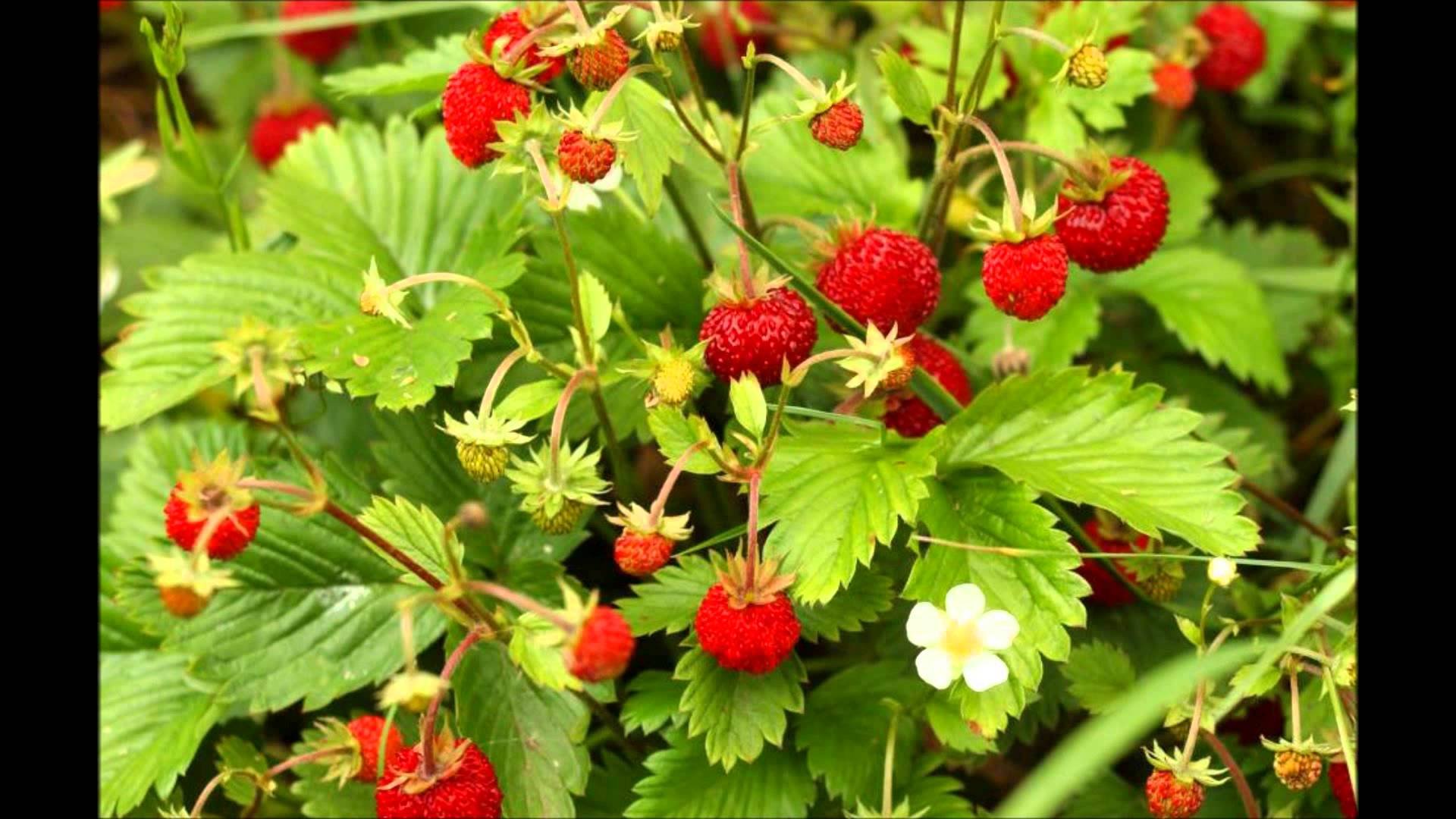 NIKA SEEDS - Fruit Alpine Strawberry Four Seasons Red Everbearing Non GMO for Planting - 100 Seeds