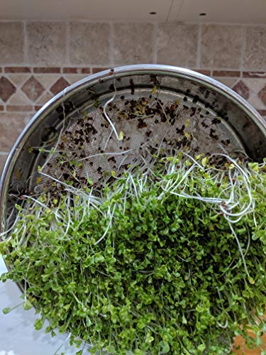 Variety Pack Sprouting Seeds Broccoli, Alfalfa, Radish, Mung beans & Salad Mix for Sprouts and Microgreens. Non-GMO. Pack of 10 premeasured seeds for quart size jars or trays. Includes 2 packs of each