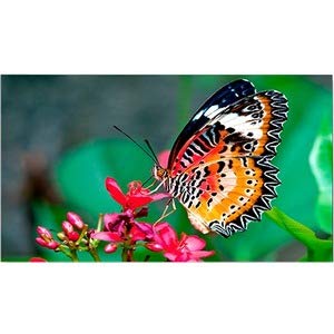 NEC UN492S 49In 1920x1080 UN492A LED LCD S-IPS 28% Haze Even Ultra NARR BZL