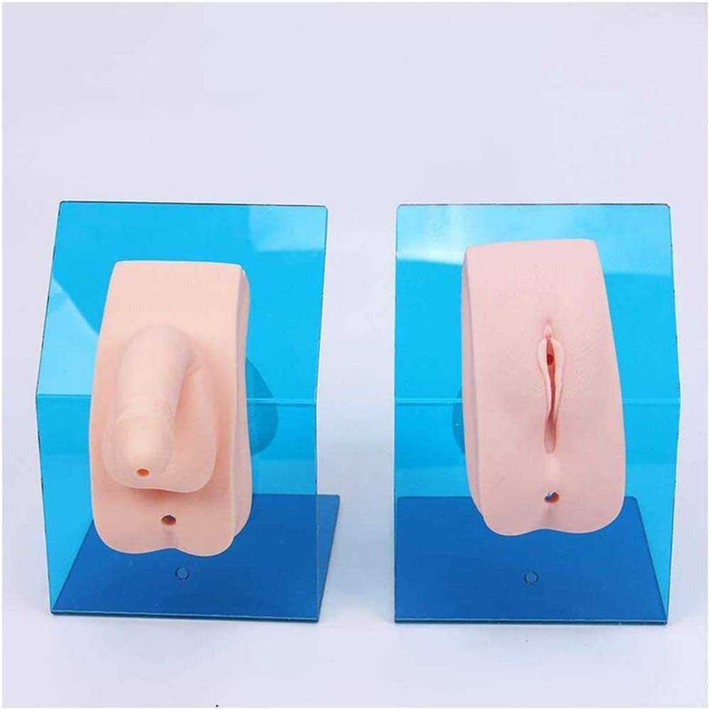 WLKQ Urethral Catheterization Medical Healthcare Model, Medical Practice Traning Model, Female and Male Manikin Teaching Basic Care Simulation Medical for Educational Training Aid