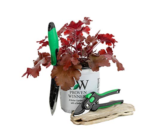 Proven Winners HEUPWP2146103 Cherry Truffles Live Plant, 0.65 Gallon