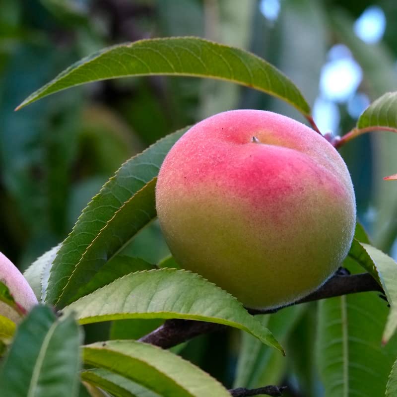 Peach Tree Live Plant, Old Fashioned Peaches Semi Dwarf Variety, 10" - 16"