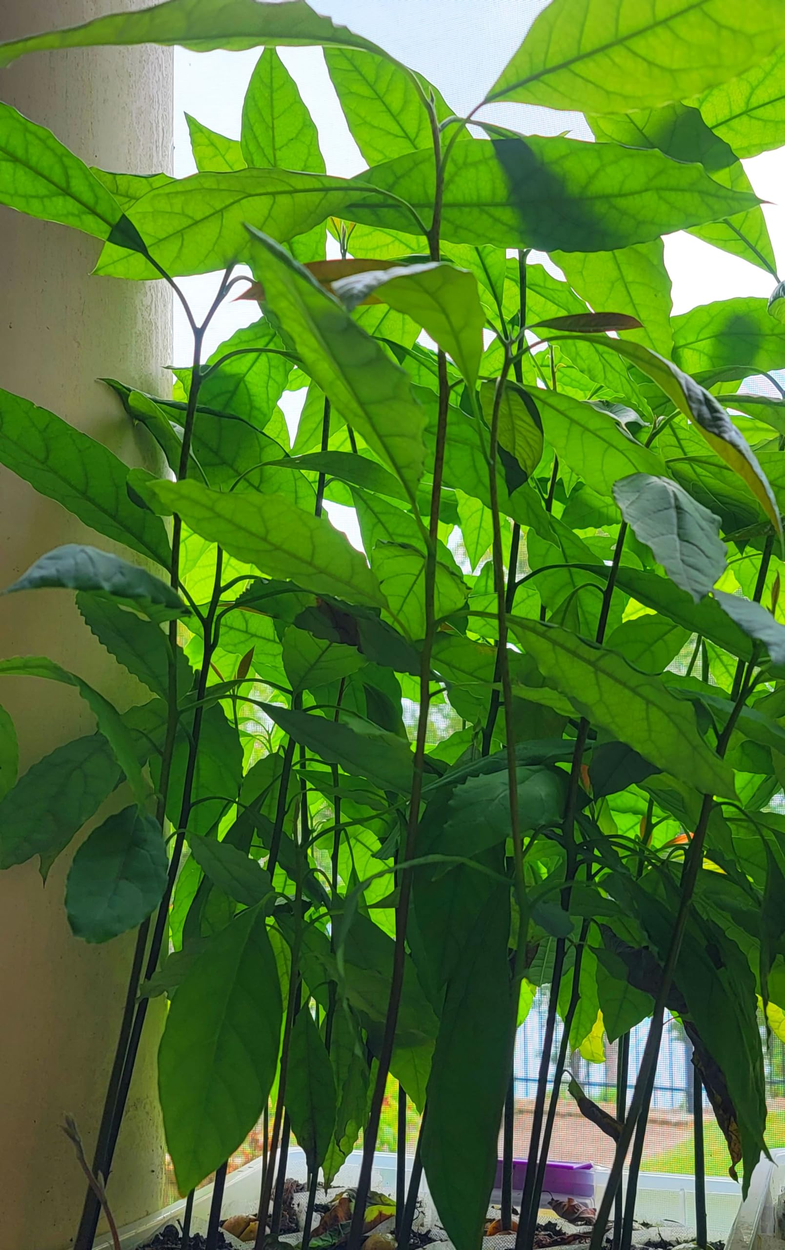 One Live Plant of HASS Avocado Tree - 1 to 2 Feet Tall - Grow Your Own Avocado - Grow Backyard Fruit Trees