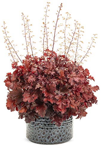 Proven Winners HEUPWP2146103 Cherry Truffles Live Plant, 0.65 Gallon