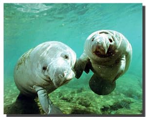 Pair of Manatee Doug Perrine Ocean Animal Wall Decor Art Print Poster (16x20)