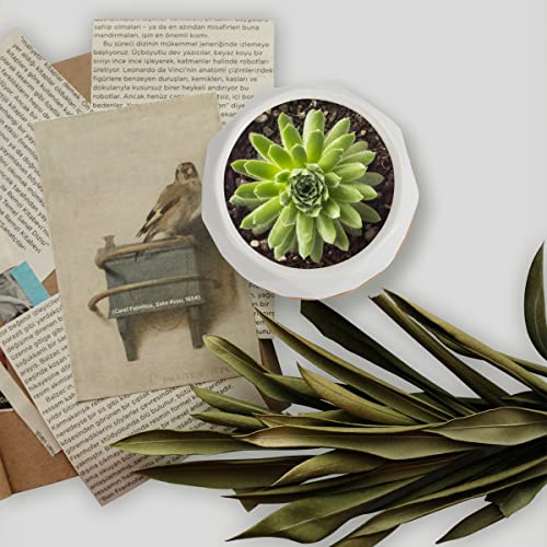 ZOUTOG Succulent Plant Pot 12 Pack, 2.5 inch Square Pattern Ceramic Planters with Bamboo Tray, Small Succulent Pots for Indoor Plants, White Office Desk Decor (Seeds& Plants Not Included)