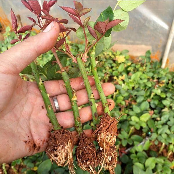 WSIRUYI 2 Live Yellow Rose Plants (Rosa) - 5-7 Inch Tall, Perfect for Yard & Home Garden Decoration - Fast Growing, Low Maintenance