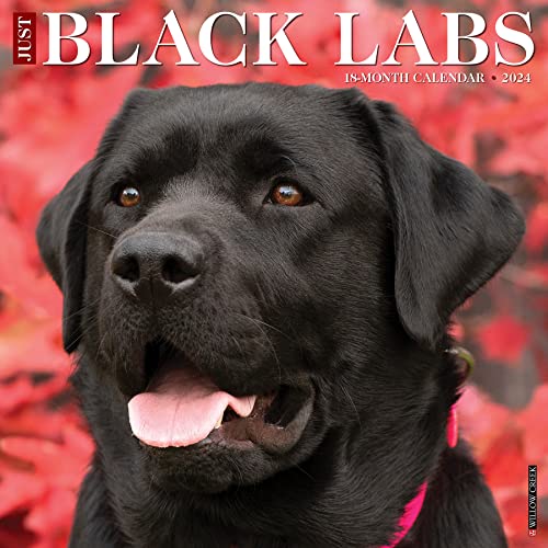 Willow Creek Press Black Labs Monthly 2024 Wall Calendar (12" x 12")