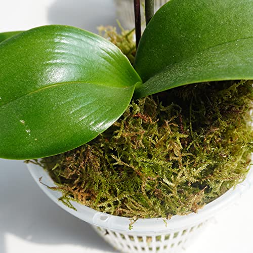 Yilotuce 1 lb Natural Orchid Moss for Potted Plants, Nice Soilless Potting Soil for Seedling and Cutting, Good Idea for Reptile Terrarium, Crafts, Garden Decoration