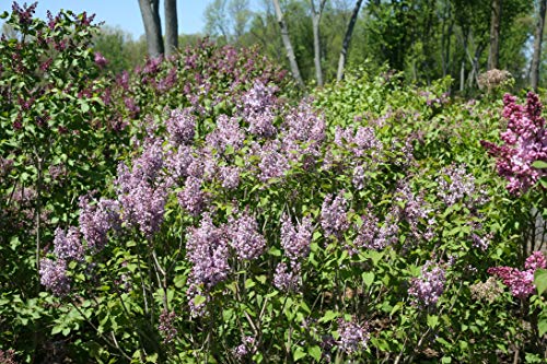 Proven Winners SYRPRC1157800 Scentara Double Blue Live Shrub 4.5" Quart Purple
