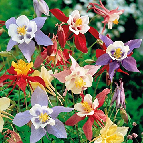 RAISE ME UP: Seeds Columbine Mix Aquilegia Perennial Flowers