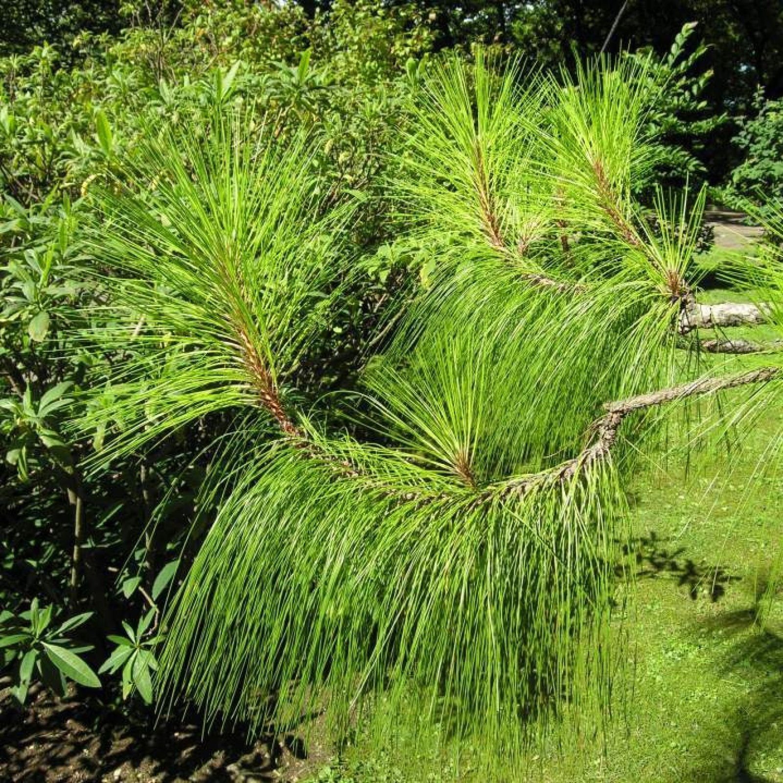 YUNNAN Pino Pinus yunnanensis - 10+ SEMI