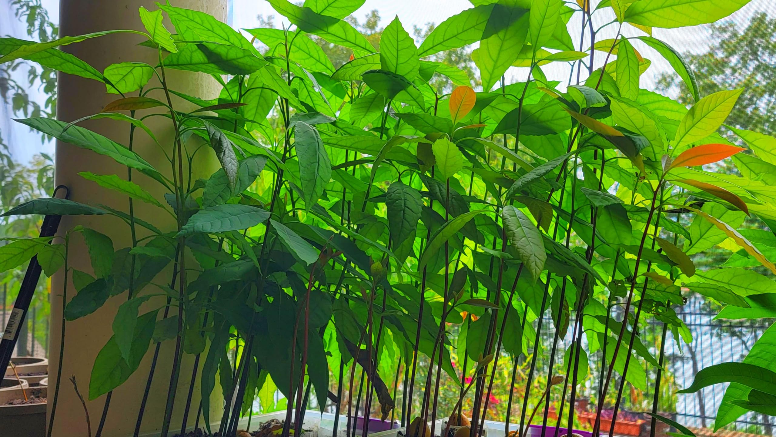 One Live Plant of HASS Avocado Tree - 1 to 2 Feet Tall - Grow Your Own Avocado - Grow Backyard Fruit Trees