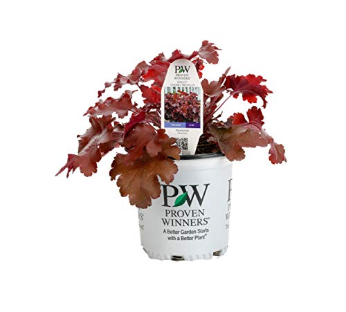 Proven Winners HEUPWP2146103 Cherry Truffles Live Plant, 0.65 Gallon