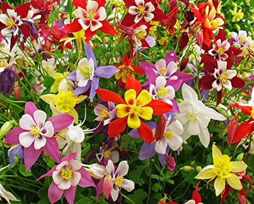 RAISE ME UP: Seeds Columbine Mix Aquilegia Perennial Flowers