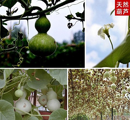 WellieSTR 50-Pack Tiny Natural Dry Gourd Bottle Gourd,4-6.5cm Gourds Mini Cute
