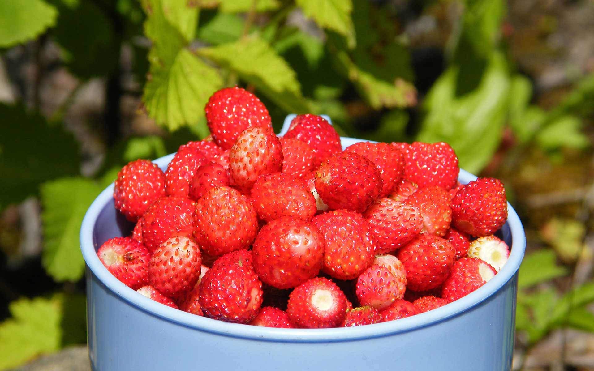 NIKA SEEDS - Fruit Alpine Strawberry Four Seasons Red Everbearing Non GMO for Planting - 100 Seeds