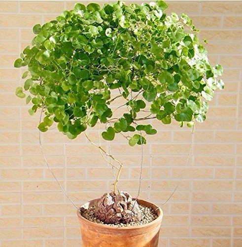 YoYoBoo DD 2016 New Available Dioscorea Elephantipes Imported Elephant's Foot Yam Seeds