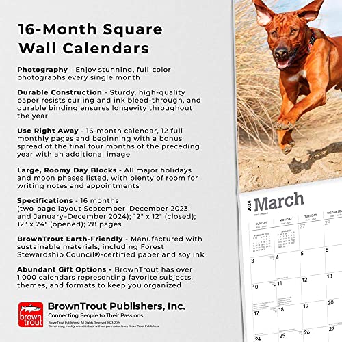 Rhodesian Ridgebacks | 2024 12 x 24 Inch Monthly Square Wall Calendar | BrownTrout | Animals Dog Breeds