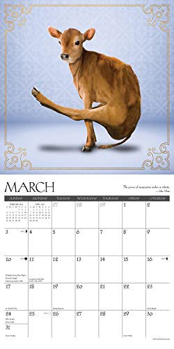 Willow Creek Press Cow Yoga Monthly 2024 Wall Calendar (12" x 12")