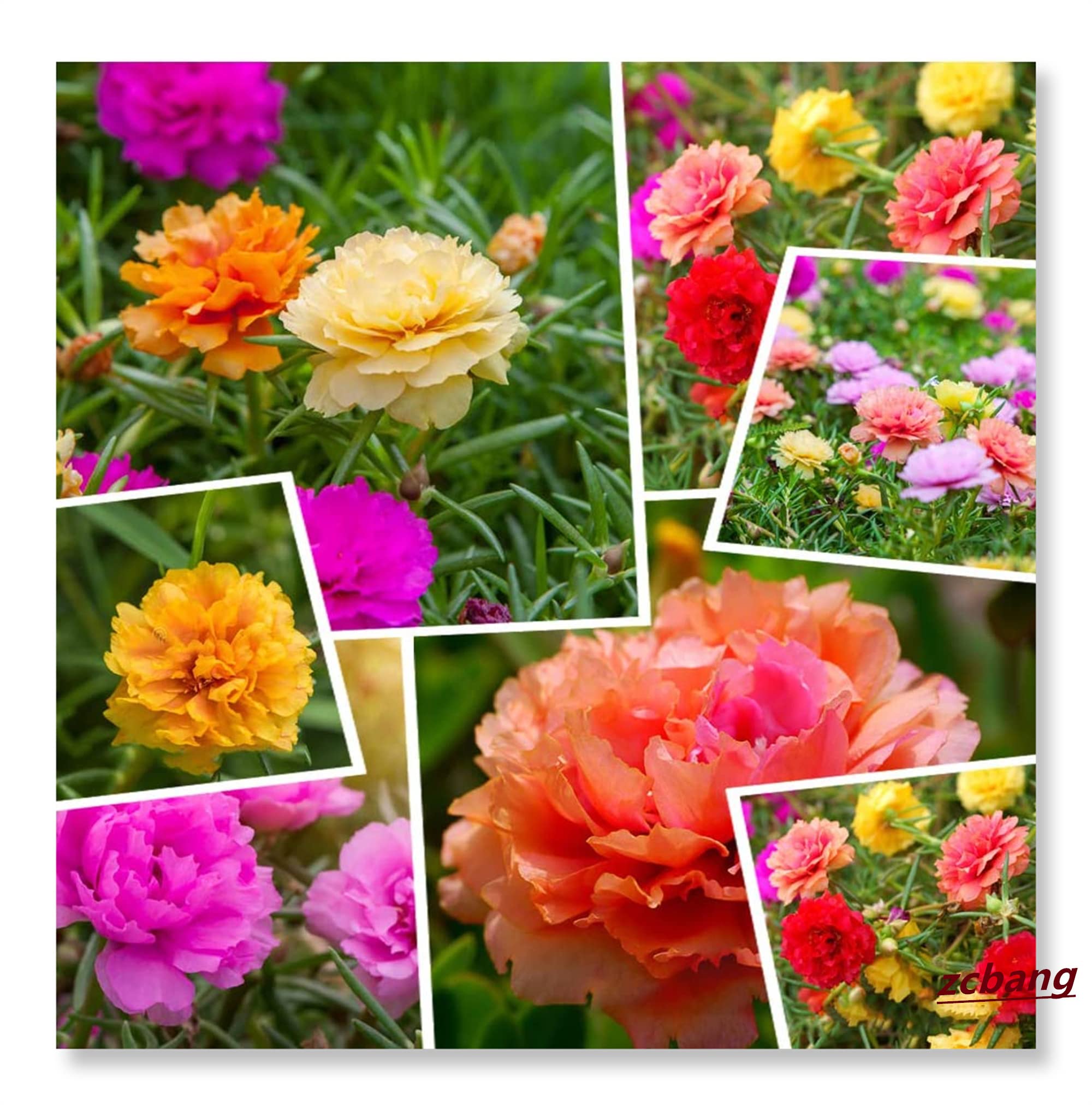 zcbang Moss Rose (Portulaca Grandiflora) Mixed Colors 2000+ Fresh Seeds