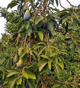 One Live Plant of HASS Avocado Tree - 1 to 2 Feet Tall - Grow Your Own Avocado - Grow Backyard Fruit Trees