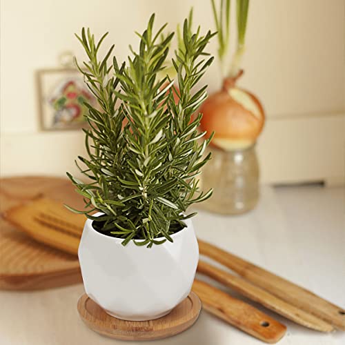 ZOUTOG Succulent Plant Pot 12 Pack, 2.5 inch Square Pattern Ceramic Planters with Bamboo Tray, Small Succulent Pots for Indoor Plants, White Office Desk Decor (Seeds& Plants Not Included)