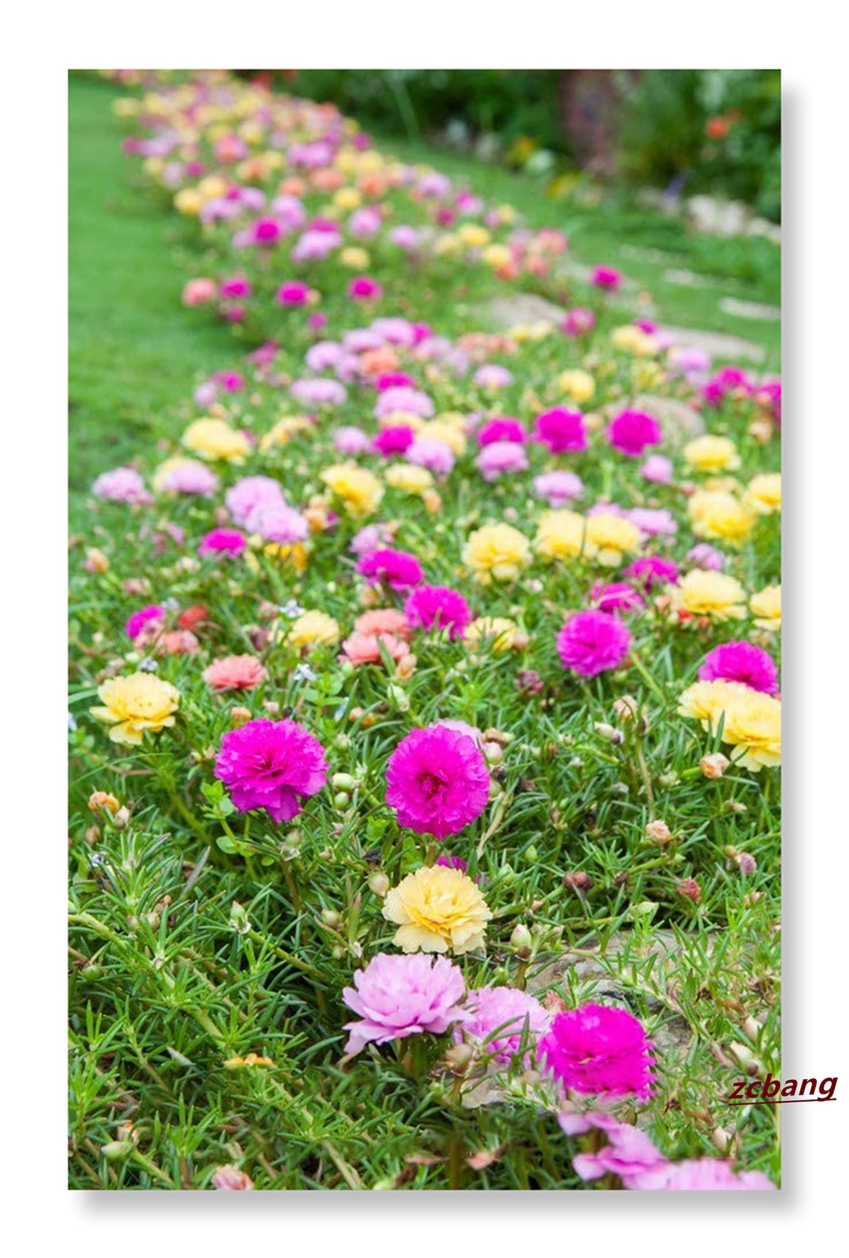 zcbang Moss Rose (Portulaca Grandiflora) Mixed Colors 2000+ Fresh Seeds