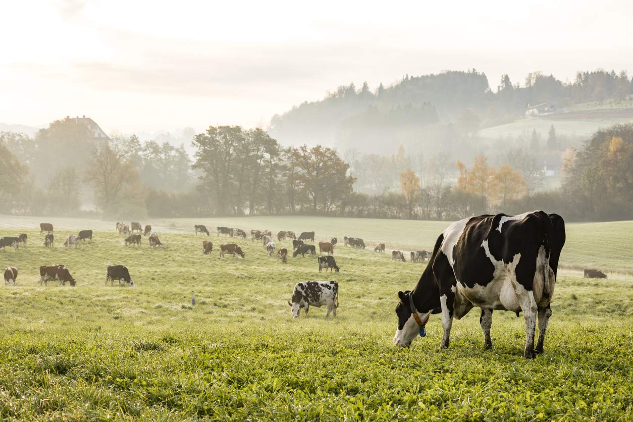 Organic Cultured Ghee - California Grassfed Cows - Award Winning Euro Styled High Fat Butter - Premium Black Label, 8 oz.
