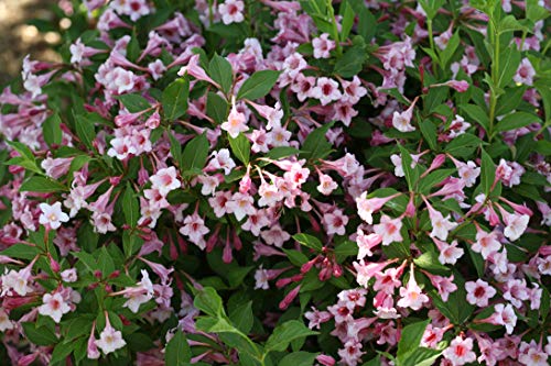 Proven Winners WEIPRC1106101 Sonic Bloom Pure Pink Live Shrub 1 Gallon