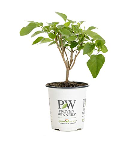Proven Winners SYRPRC1157800 Scentara Double Blue Live Shrub 4.5" Quart Purple