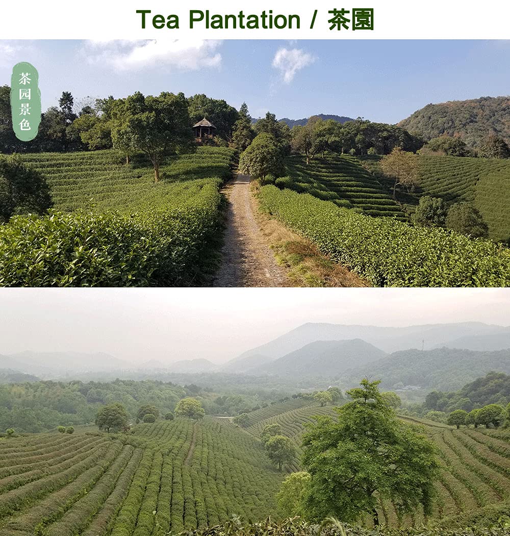 West Lake Longjing Tea(Yu Qian),Fresh Dragon Well Green Tea Leaf picked Before Grain Rain Day,Tea Farmer Direct Sale,250g/8.8 oz.,雨前龙井