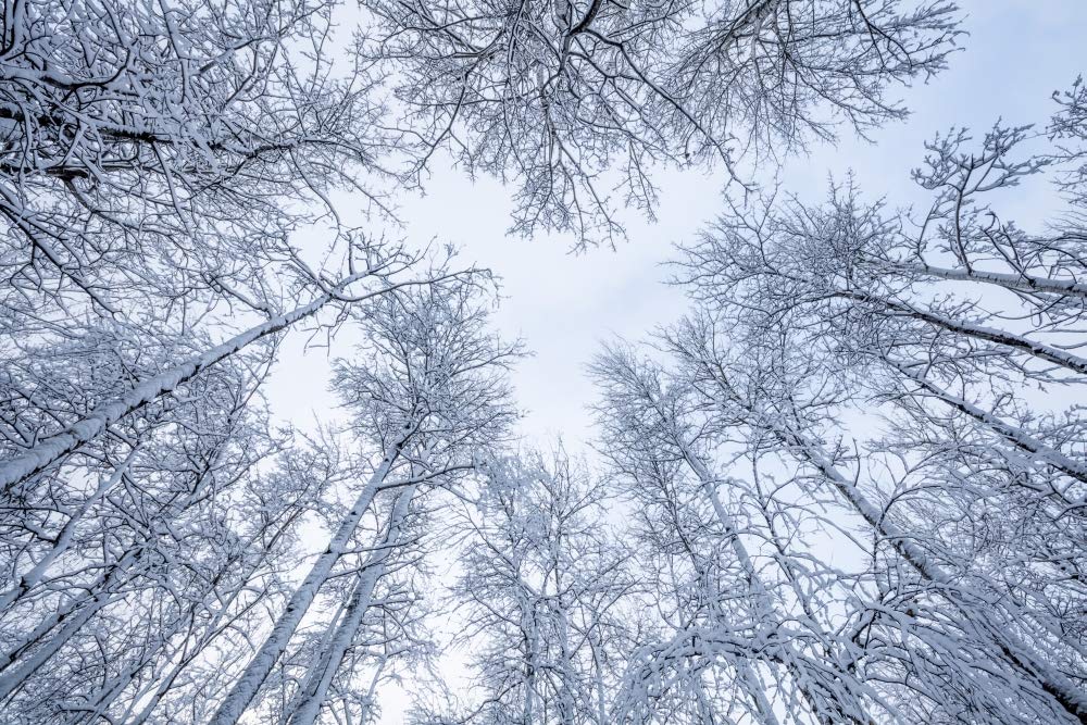 Posterazzi DPI12555084 Snow-Covered leafless Trees in Winter with Blue Sky Peeking Through Clouds Thunder Bay, Ontario, Canada Photo Print, 19 x 12, Multi