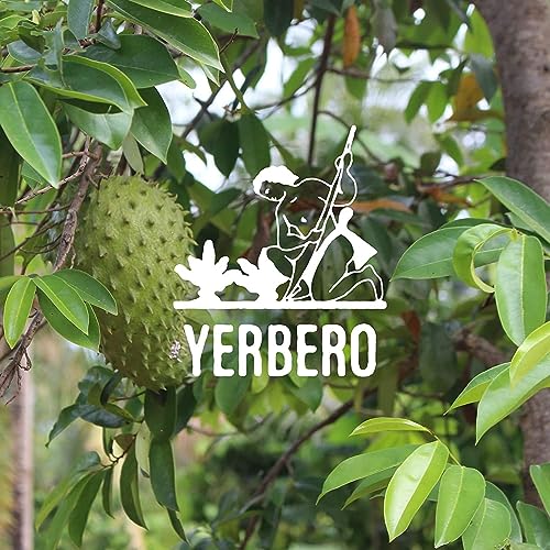 Yerbero - Whole Dried Graviola Soursop Leaves (4 oz - 330+ Leaves Per Bag) Hoja De Guanabana, 100% All Natural Delicious Fresh Tea | From Mexico | Premium Wildcrafted Quality.