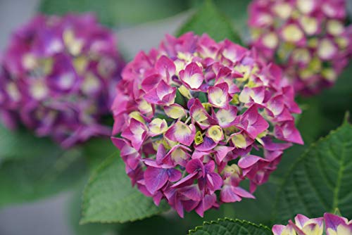 Proven Winners HYDPRC4007800 Wee Bit Giddy Bigleaf Hydrangea Live Plant, 4.5 in. Qt, Pink Flowers