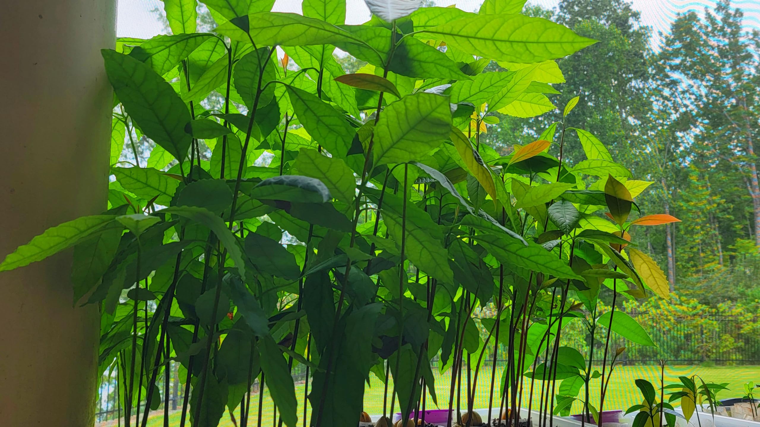 One Live Plant of HASS Avocado Tree - 1 to 2 Feet Tall - Grow Your Own Avocado - Grow Backyard Fruit Trees