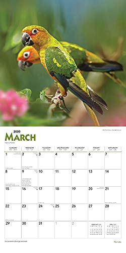 Parrots 2020 12 x 12 Inch Monthly Square Wall Calendar, Domestic Wildlife Animals Birds