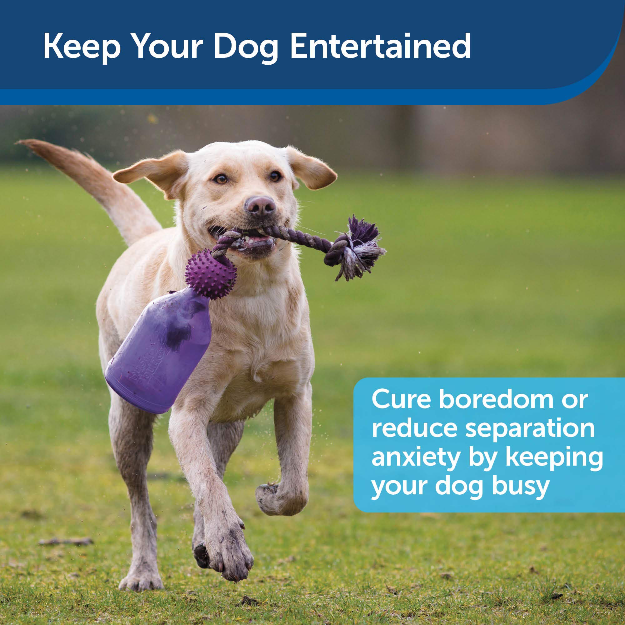 PetSafe Busy Buddy Tug-A-Jug Dog Toy β Slow Feeder and Trainer β Small