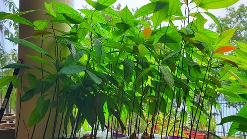 One Live Plant of HASS Avocado Tree - 1 to 2 Feet Tall - Grow Your Own Avocado - Grow Backyard Fruit Trees