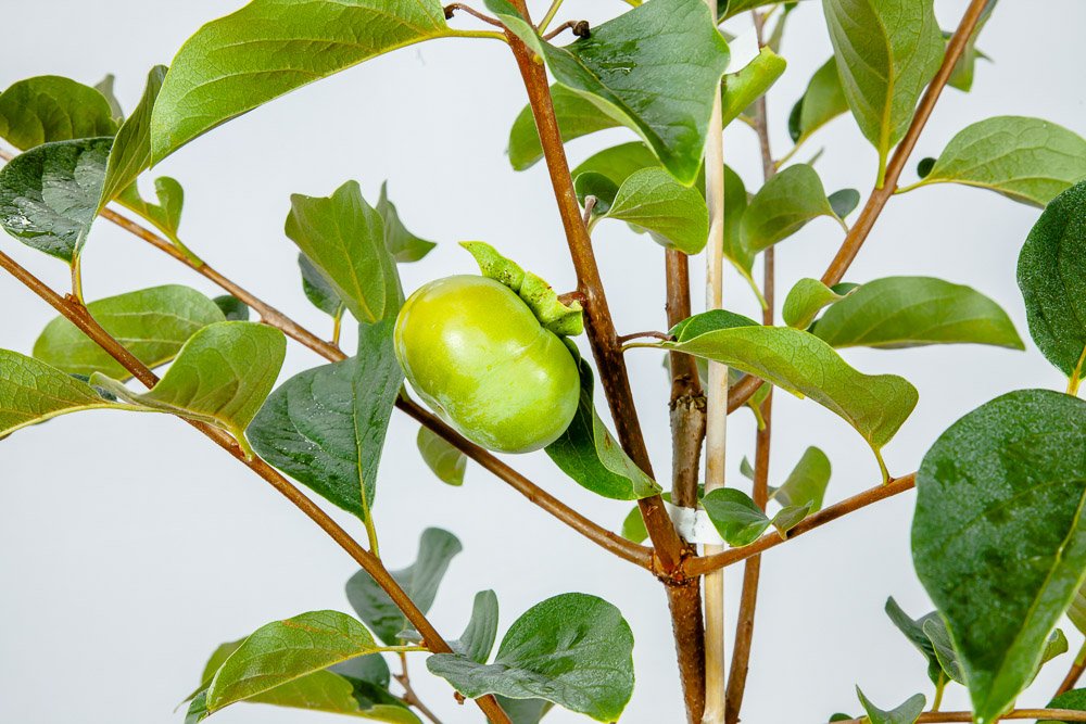PERFECT PLANTS Fuyu Asian Persimmon Tree Live Plant, Produces Fruit, 4-5 ft, Green
